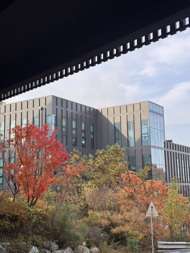 Autumn in SNU Gwanak Campus 🍁 | Trip.com Seoul