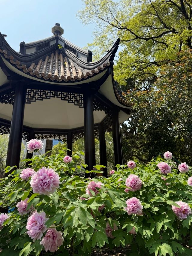 Caoxi Park Peonies – A Spring Bloom in Shanghai | Trip.com Shanghai