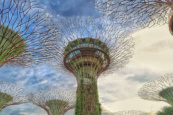 Supertree Grove 🗺️ | Trip.com Singapore