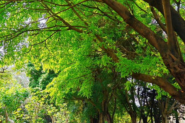 The 20-Minute Park Effect | Trip.com Guangzhou