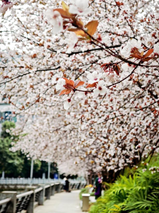 Guide to Shooting Stunning Photos Under Purple Leaf Plum Trees | Trip ...