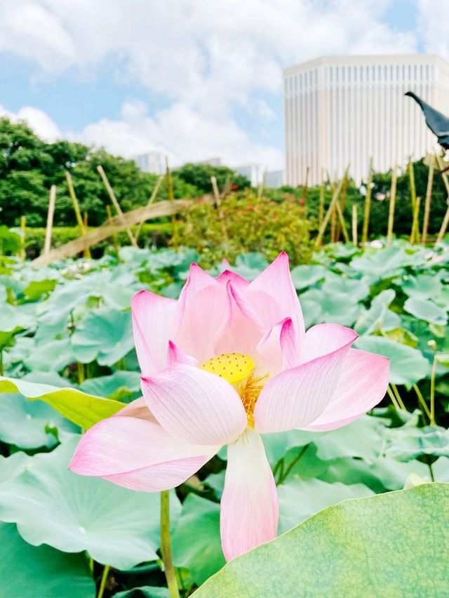 Cotai Strip | Trip.com Macau