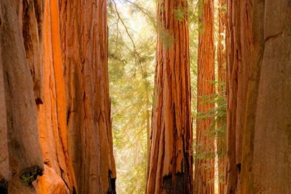 The scenery of the world's largest redwood tree is famous worldwide ...