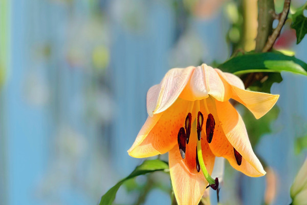 Spring Scenery Captured in Photos | Shenzhen Flower Viewing Spots Guide ...