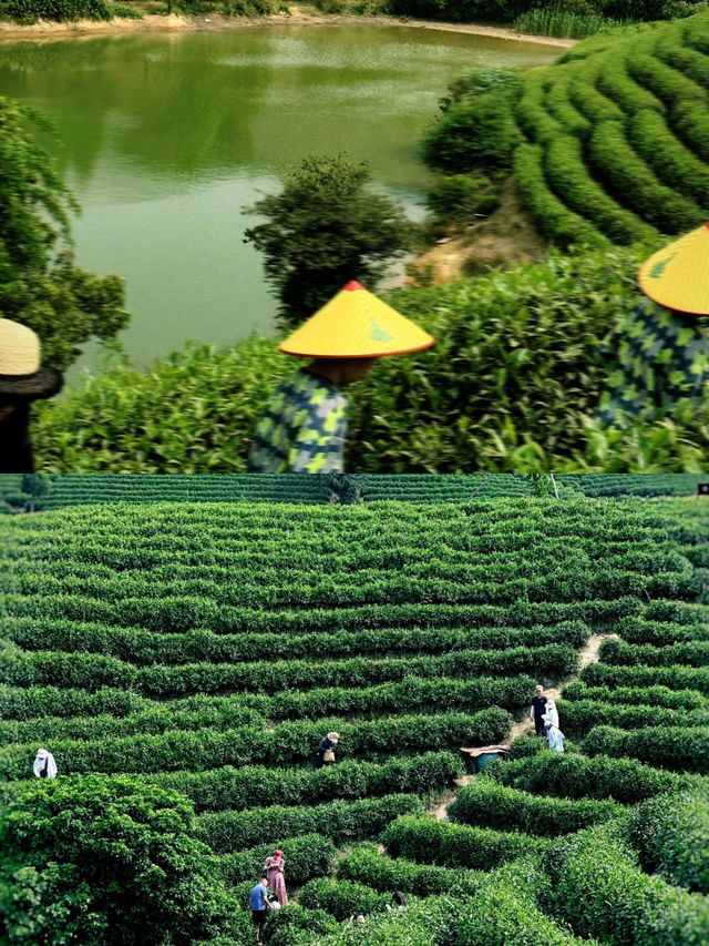Huzhou Anji Roaming Journal｜Bamboo Sea and Tea Fragrance | Trip.com ...