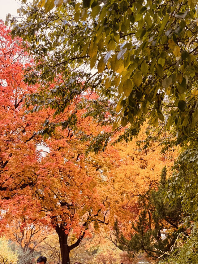 Ditan Park (地坛公园) – A Photographer's Dream of Golden Saturation | Trip ...