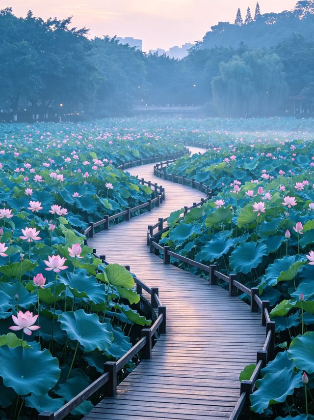 Chongqing Haitang Park｜Lotus Flowers Quietly Blooming in June | Trip ...