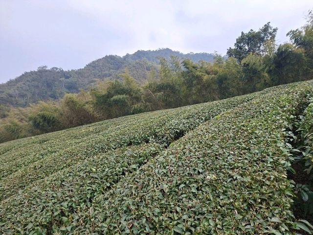 A Short Getaway to Meishan, Chiayi | Taiping Suspension Bridge・Tea ...