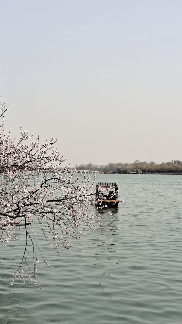 The Spring Scenery of the West Causeway in the Summer Palace | Trip.com ...