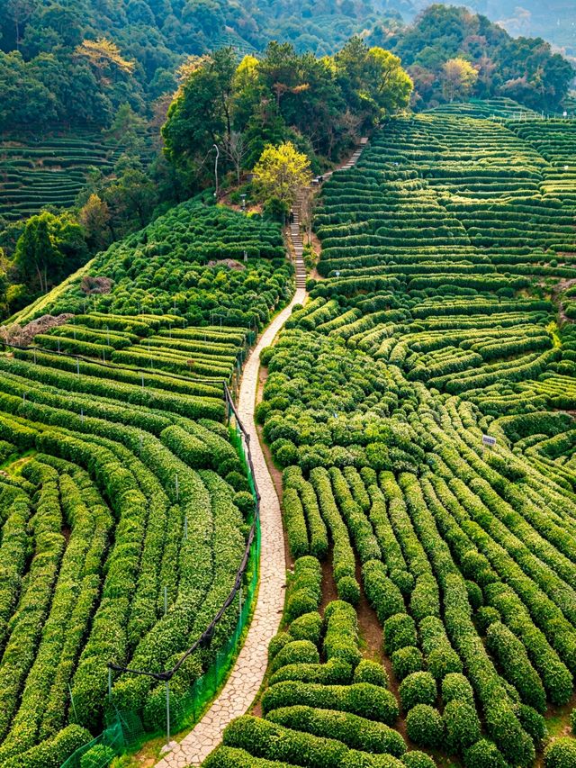 Hangzhou's Top Spring Hiking Trail｜From Jiuxi to Longjing Village, Step ...