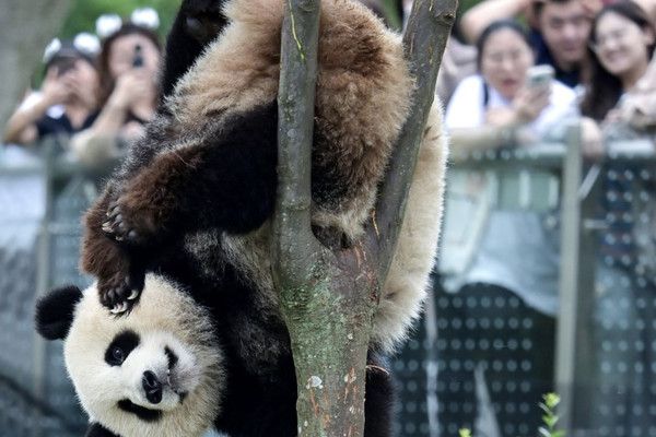 Chengdu Research Base of Giant Panda Breeding 🐼 | Trip.com Chengdu