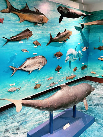 Ocean Wonders: Natural History Museum Kuching’s Marine Gallery | Trip ...
