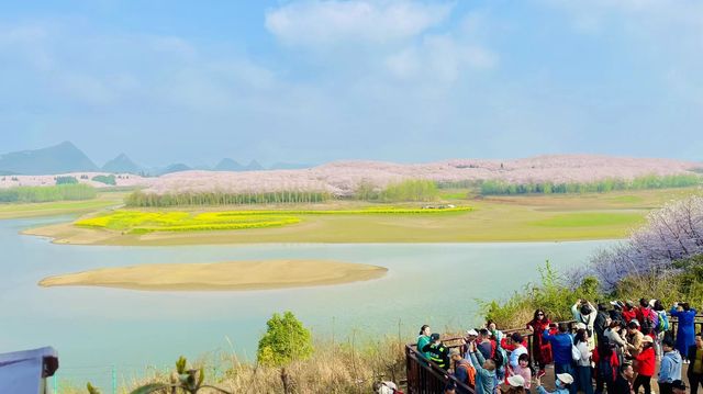 The largest cherry blossom garden in the world - Pingba Cherry Blossom ...