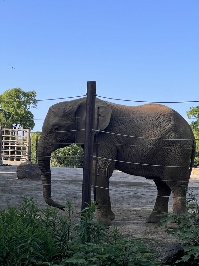 Shanghai Wild Animal Park: A Hidden Gem for Spring Picnics! | Trip.com ...