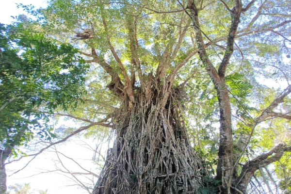 Balete Tree💪🥰 | Trip.com Baler