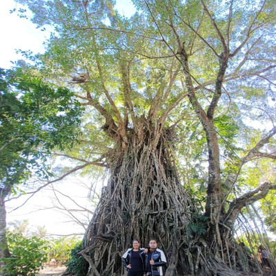 Scientific Name Of Balete Tree