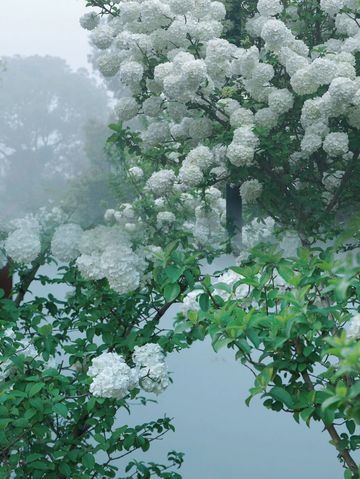 Hangzhou | The most beautiful April days, the hydrangeas at Xianghu ...