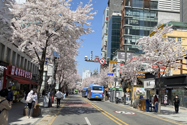 Sinchon in Bloom: A Cherry Blossom Wonderland | Trip.com Seoul