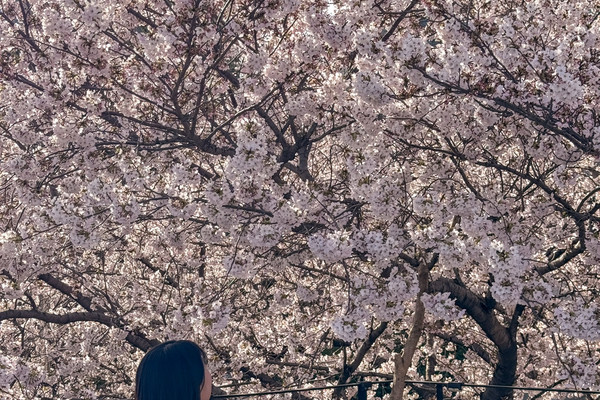 부산 벚꽃 카페로 유명한 ‘카페이띠’ | 트립닷컴 부산