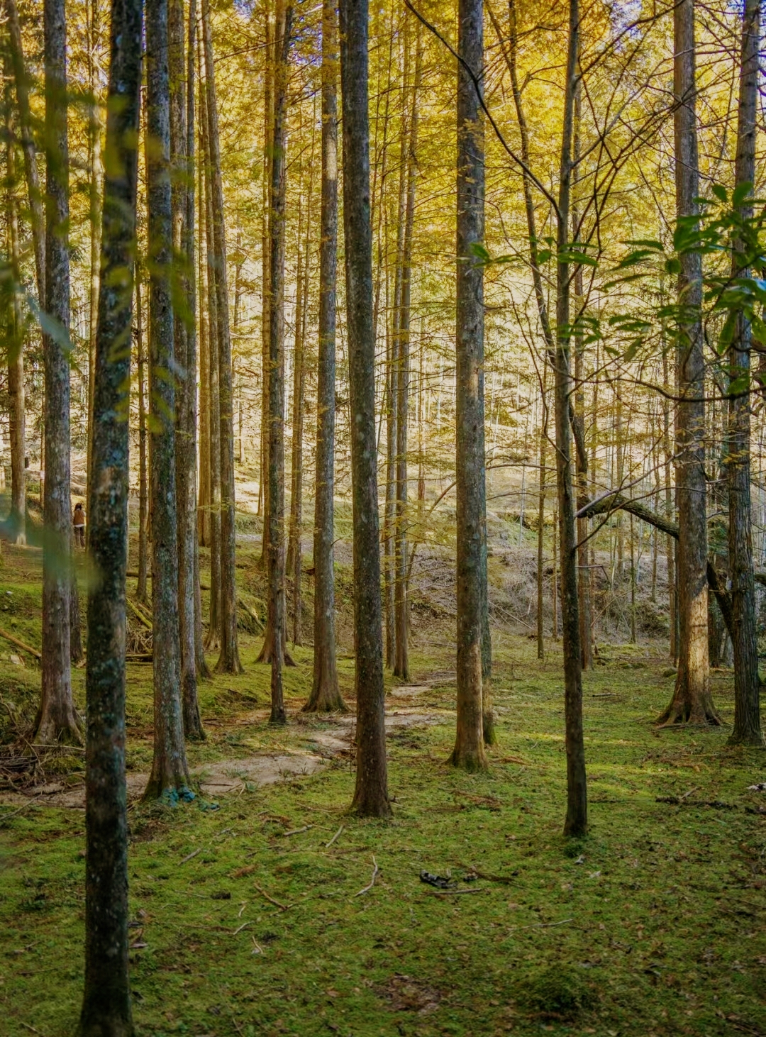 Things to Do in Yanling in 2025 - Top Attractions, Local Food, Hotels ...