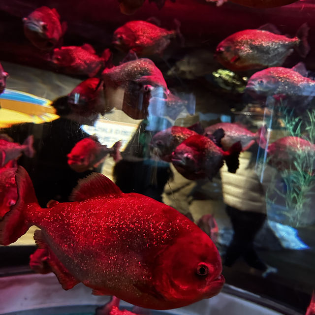 Korea Largest Aquarium | Trip.com Seoul