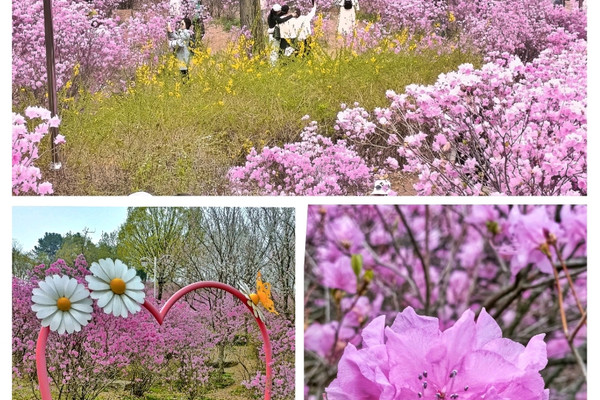 Blooming Azalea Festival in Bucheon | Trip.com Bucheon-si