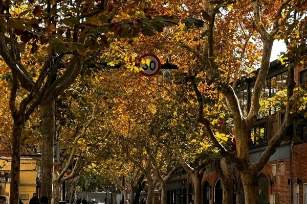 Fall Foliage in Shanghai | Trip.com Shanghai