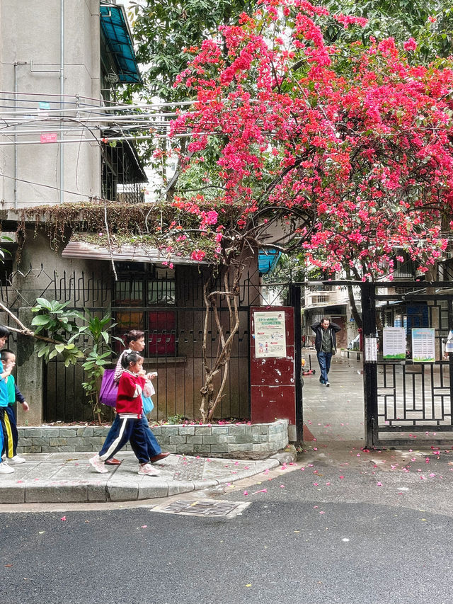 A spring day Citywalk in the heart of Guangzhou, chasing flowers | Trip ...