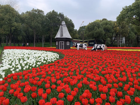 Daning Tulip Park, Shanghai | Trip.com Shanghai