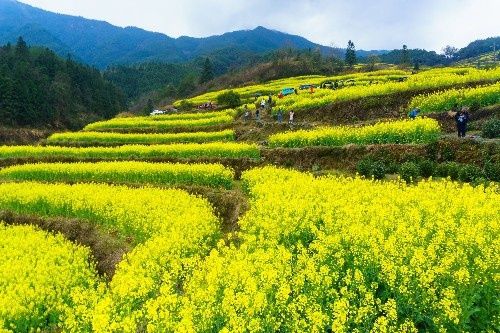 婺源油菜花詳細攻略｜3月賞花不踩坑，路線穿搭全整理｜Trip.com 婺源
