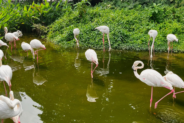 Guangzhou Zoo, A Quiet Look at Wildlife Moments 🐼🌿 | Trip.com Guangzhou
