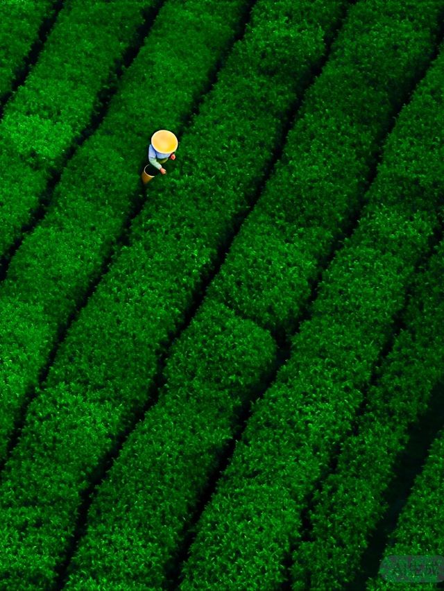 longjiang tea garden | Trip.com Hangzhou