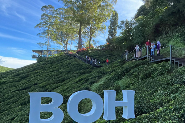 BOH Tea Centre Sungai Palas, Cameron Highland | Trip.com Cameron Highlands