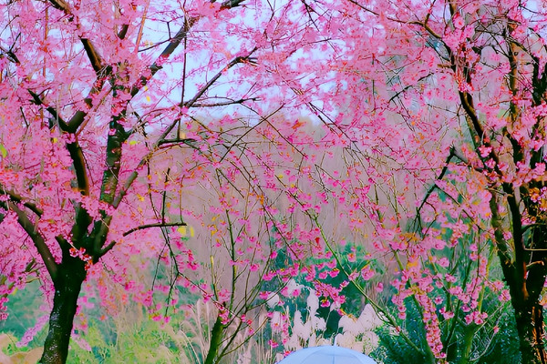 No need to go to Kunming, there are large areas of pink winter cherry ...