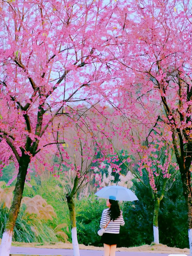 No need to go to Kunming, there are large areas of pink winter cherry ...