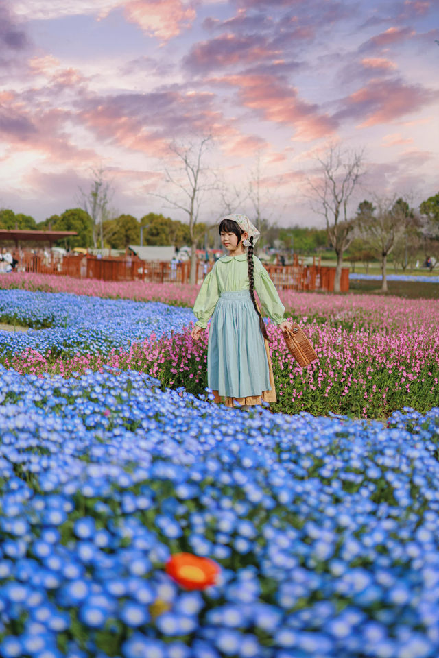 Spring in Shanghai is a huge energy field, and the xilin grass is in ...