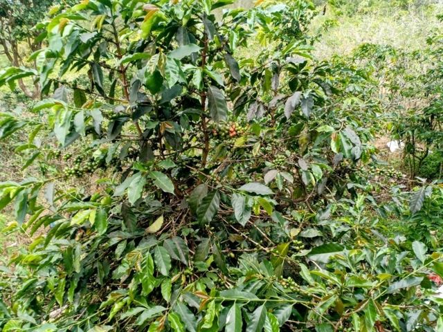🇮🇩 Parhallow Viewpoint overlooking Lake Toba, Samosir Island | Trip.com ...