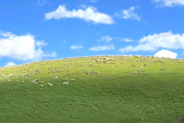 Endless Meadows, Eternal Beauty – Explore Yili | Trip.com Yining