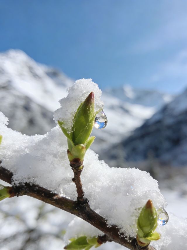 Jiuzhaigou Snowfall｜Half Winter Charm, Half Spring Return, Off-Peak ...