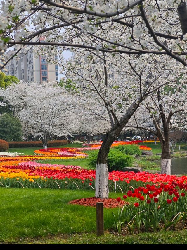 Hangzhou Spring Flower Chasing Must-See Guide | Trip.com Hangzhou