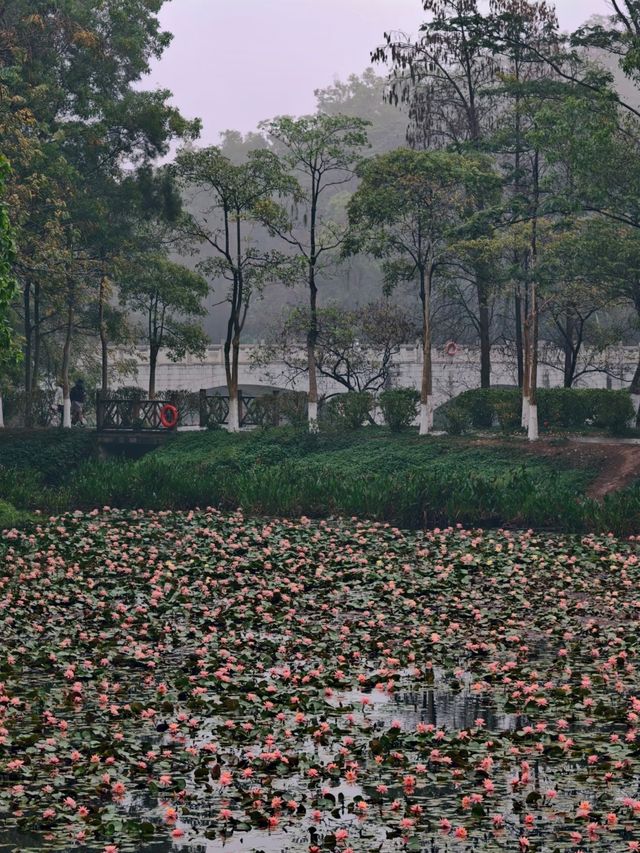 Guangzhou's Hidden Forest-Style Photo Spot | Trip.com Guangzhou