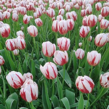 Daning Park ชมทุ่งดอกทิวลิปขนาดใหญ่ในเซี่ยงไฮ้ | Trip.com เซี่ยงไฮ้