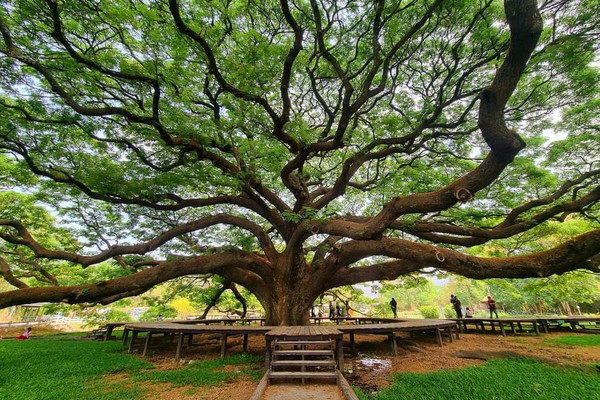 The Giant Chamchuri Tree. | Trip.com