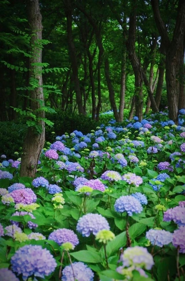 最高！青島のこの果てしない夏のアジサイ花海が美しすぎる、6月7日最新の花情報速報！ | Trip.com 青島