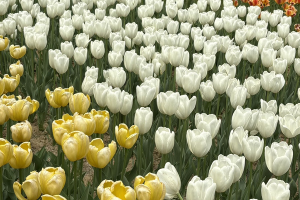 Walking Through the Colors of Spring, A Tulip Stroll at Misa Lake Park ...