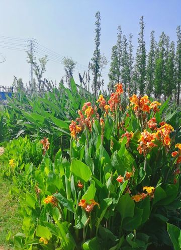 Dounan Wetland Park - Overlooking Dianchi Lake and Sleeping Beauty ...