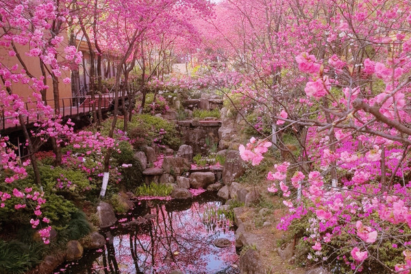 The dreamlike Sakura Valley in Dali's landscape (free admission) || You ...