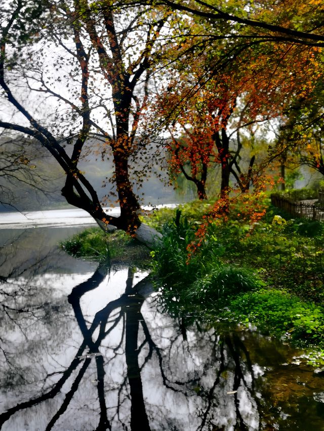 Hangzhou West Lake| Yang Gong Causeway in early winter is so suitable ...