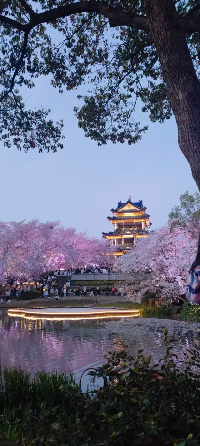 Covered in Cherry Blossom Clouds at Yuanzhu | Complete Guide to Cherry ...