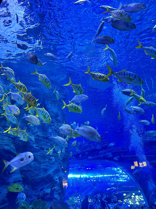 親子教育慢遊｜澎湖水族館親子觀光指南🐠｜Trip.com 澎湖